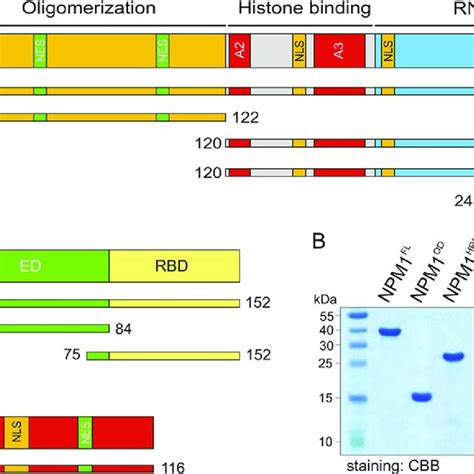 Schematic Representation Of Domain Organization Various Constructs And