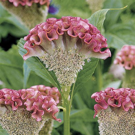 Coxcomb Pink Full Pot Of Flowers