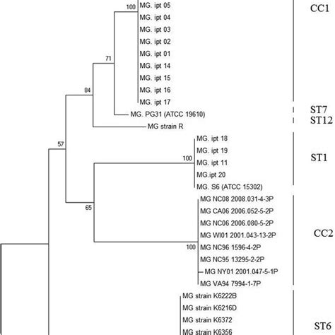 Split Network Analysis Based On The Concatenated Sequences Of Gts Data Download Scientific
