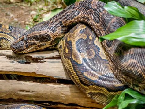Full Grown African Rock Python Full Grown African Rock Python