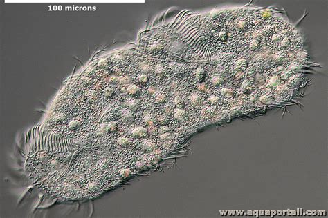 Cilié Synonymes Et Antonymes