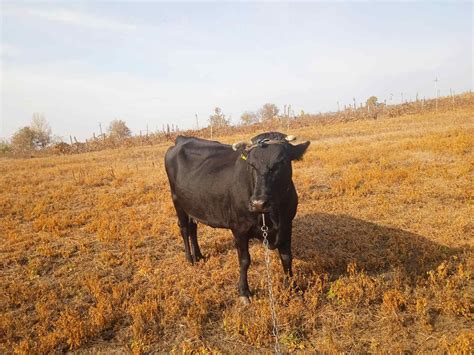 Vând Vacă De Rasă