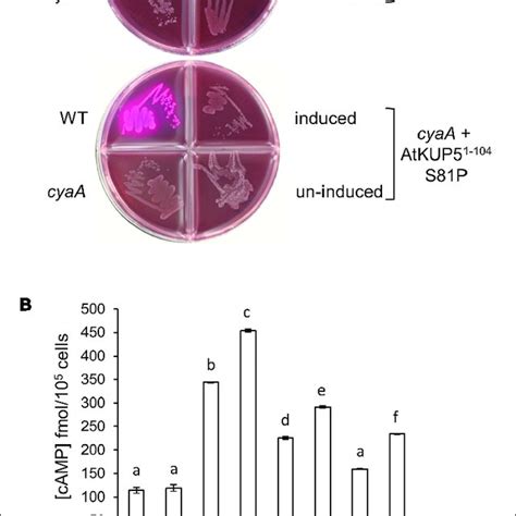 Functional Complementation Of An Ac Deficient Escherichia Coli Mutant