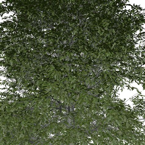 Shingle Oak Tree 04 3d Model By Antoniokowatsch