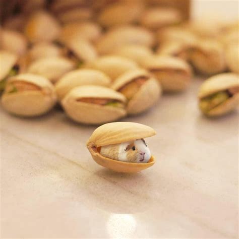 So Cute 🥰 Fuzzberta And Friends Cute Guinea Pigs Guinea Pigs Funny