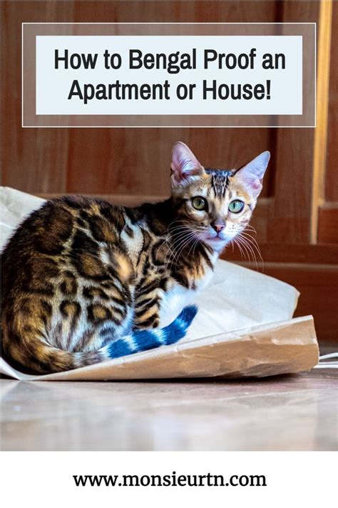 Bengal Proofing Your Home Charcoal Lynx Bengal Ocicat Bengal Mix
