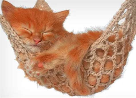 Cat Sleeping By Mrfirey1 On Deviantart