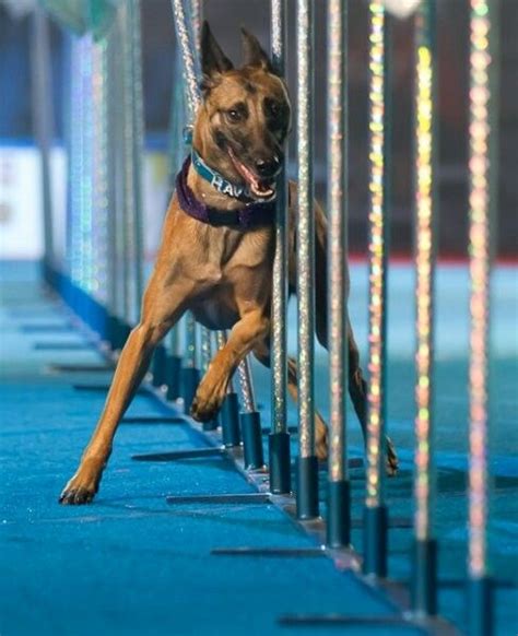 Belgian Shepherd Malinois Agility