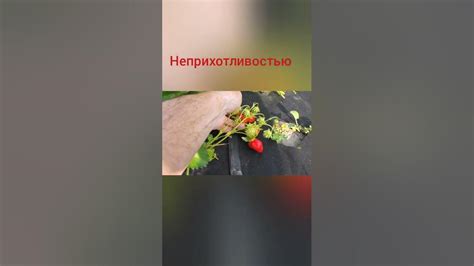 Анабель. Ремонтантная неприхотливая и вкусная клубника #Shorts - YouTube