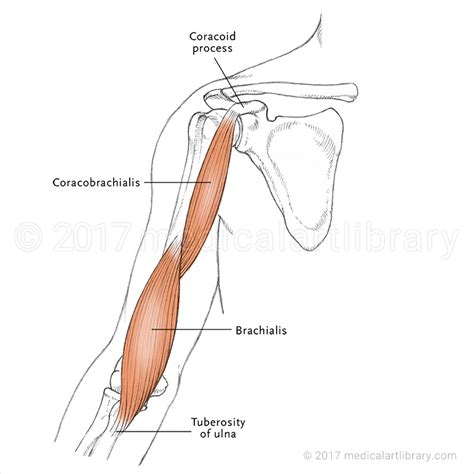 Brachialis Muscle Medical Art Library