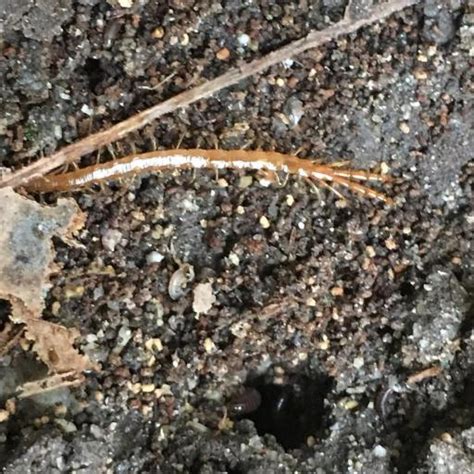 Common Cryptops Cryptops Hortensis Insect Identification Guide