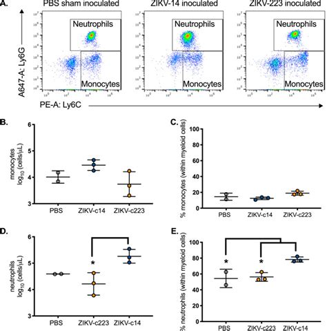 Zika Virus Replication In Myeloid Cells During Acute Infection Is Vital