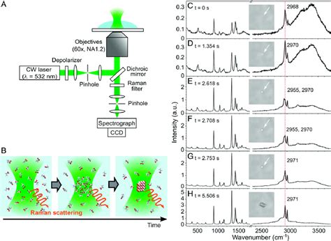 Scns In Situ Raman Spectroscopy During A Glycine Crystallization One Download Scientific