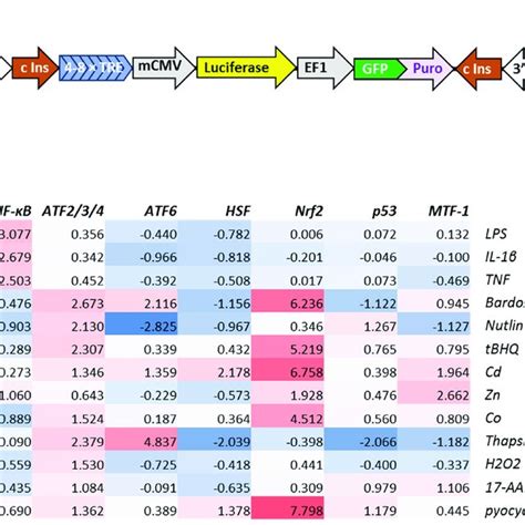 Transcriptional Activation Assay In Rat Renal Proximal Tubular Download Scientific Diagram