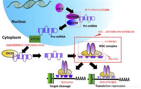 omics精进07 转录组之mrna mirna lncrna circrna测序简介 pythonic生物人的博客 csdn博客