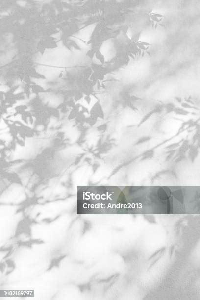 나무 가지와 흰색 콘크리트 벽에 그림자와 잎 잎 패턴 배경이 흐려집니다 그림자에 대한 스톡 사진 및 기타 이미지 그림자 나무 잎 Istock