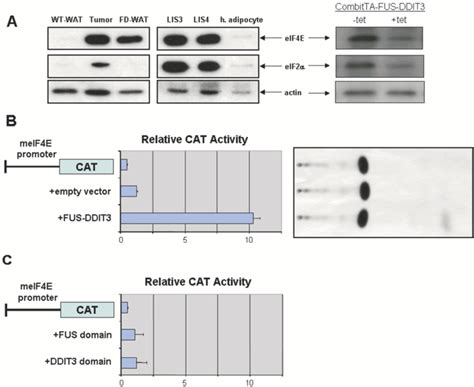 Fus Ddit3 Upregulates Eif2a And Eif4e A Western Blot Analyses Of