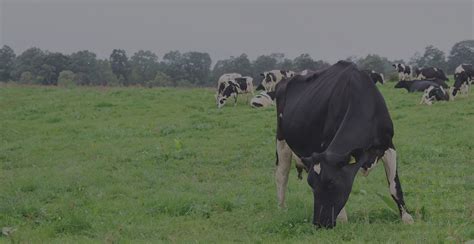 Dbc Tailor Made Feeding Solutions For Dairy Farms In Nz