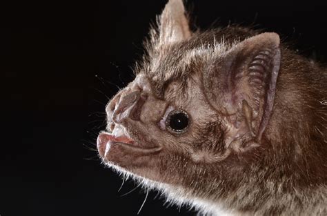 Cute Vampire Bats