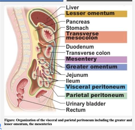 Anatomy And Physiology Week 5 Digestive System Flashcards Quizlet