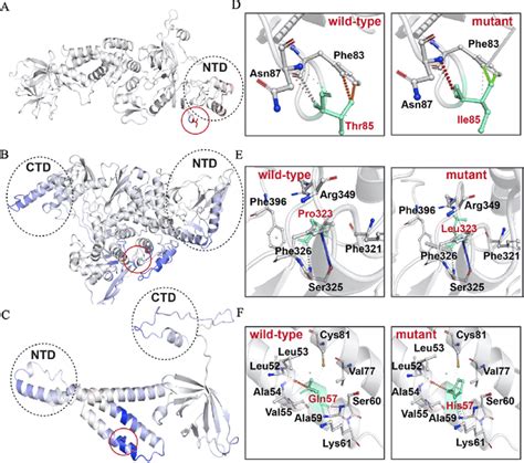 Visual Representation Of Mutant Protein Dynamicity And Intramolecular