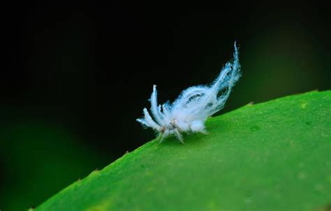 【棉蚜摄影图片】植物园生态摄影 太平洋电脑网摄影部落