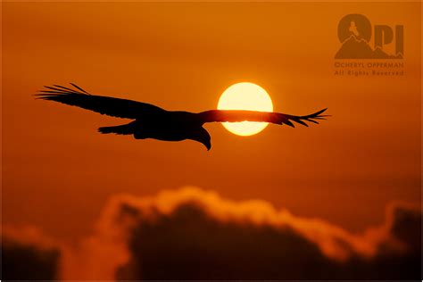 Cheryl Opperman Opperman Photographics Inc Award Winning Nature Photography