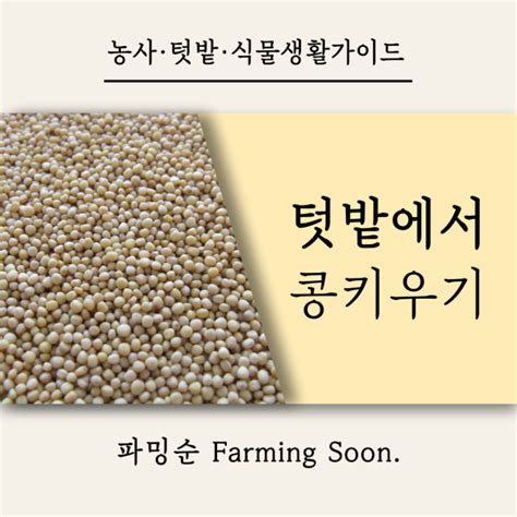 콩 키우기 콩 심는 방법 콩 재배방법 서리태 백태 메주콩 네이버 블로그