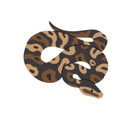 20 Ball Python Backgrounds Stock Illustrations Royalty Free Vector