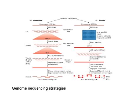 Genome Sequencing Strategies