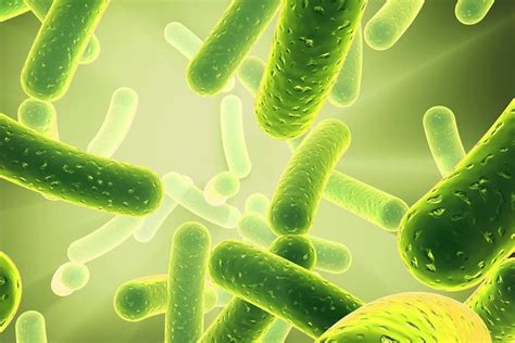 Bacterias En El Tratamiento De Aguas Clasificación Y Usos Manual Para Empresas Novomax