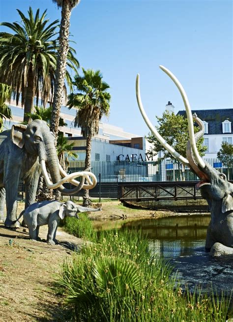 Scavenger Safari La Brea Tar Pits La Brea Tar Pits