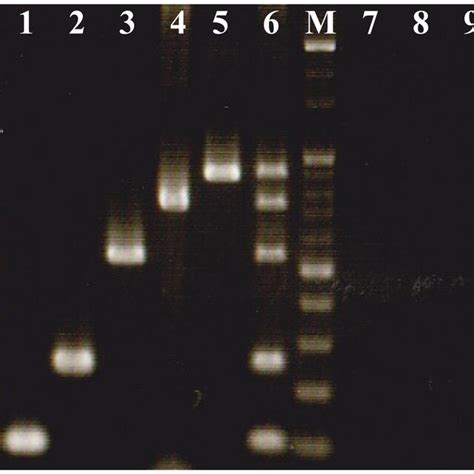 Specificity Of The Multiplex Pcr Assays For F Nucleatum Subspecies