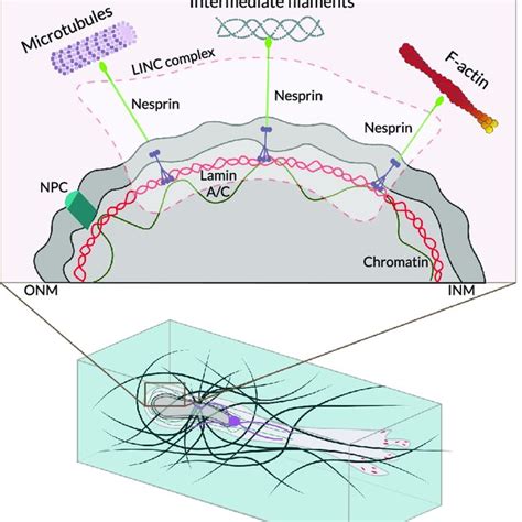The Nucleus During 3d Cell Migration Mesenchymal Cell Migration Within Download Scientific