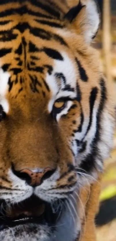 Vibrant Tiger Close Up Wallpaper Free Download