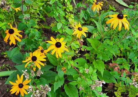 The Daily Bone Puzzling Behavior