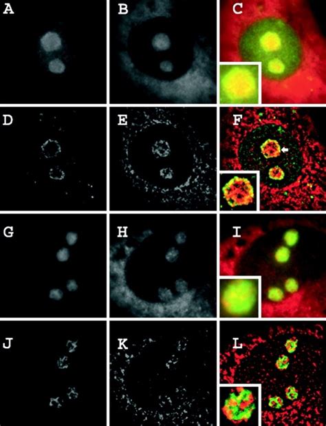 Srp Rna Signal Colocalizes With Portions Of The Nucleolar Granular