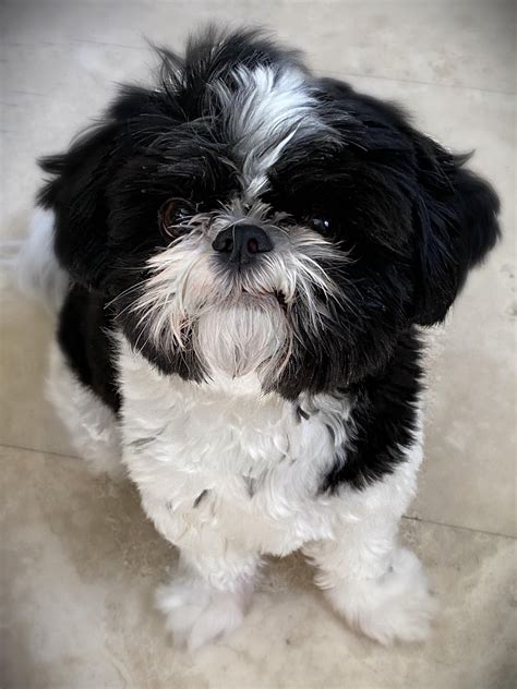 Heart murmur, ultrasound any clear benefit? : r/Shihtzu