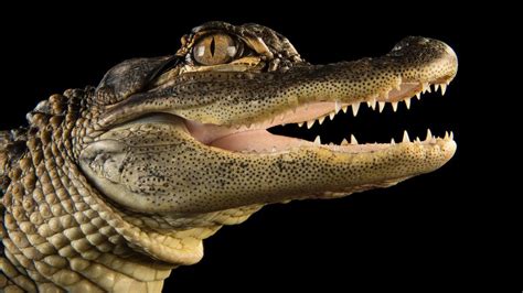 Til Male Snakes And Lizards Have Not One But Two Penises Called