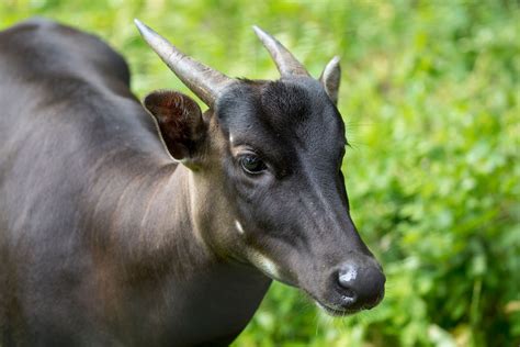 Sulawesi Indonesia Travel Guide Rough Guides