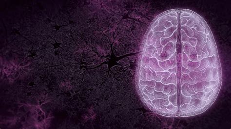 your brain perception deception nova nj pbs