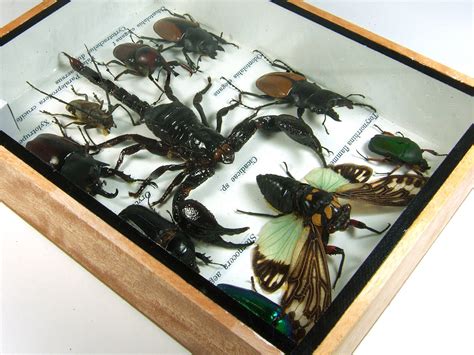 Mix Real Beetle Insect Bug Taxidermy Entomology Display Wood Box Case