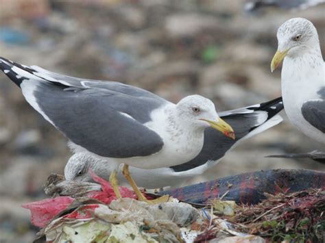 99 Des Oiseaux Marins Auront Avalé Du Plastique Dici 2050