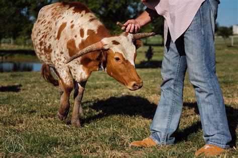 Family Documentary Session On A Texas Longhorn Cattle Ranch Jeremy Minnerick Photography