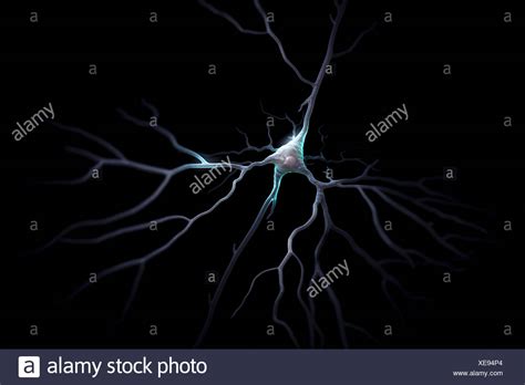 Cerebral Cortex Stock Photos Cerebral Cortex Stock Images Alamy