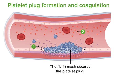 Hemostasis Concise Medical Knowledge