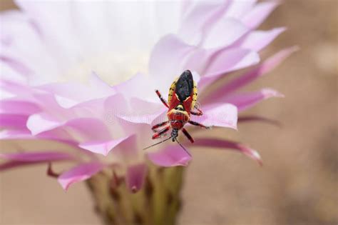 View Of A Bee Assassin Bug On The Flower Of An Easter Lily Cactus Stock