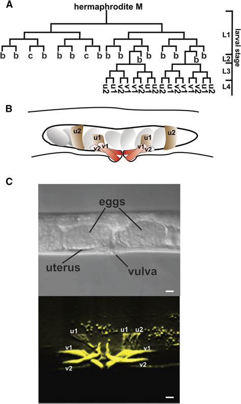 Hermaphrodite Reproductive Musculature A Developmental Lineage Of