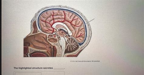 Solved The Highlighted Structure Secretes