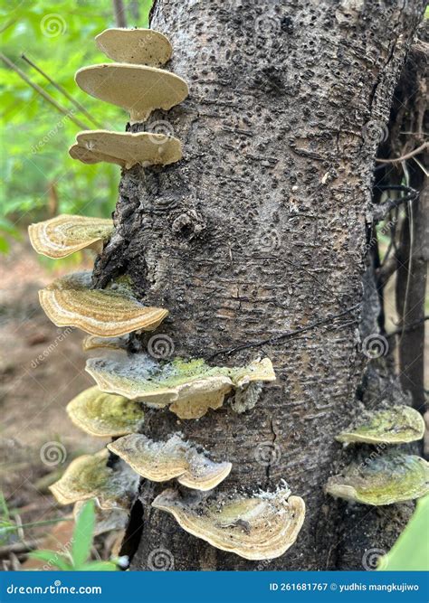 Ganoderma Stock Image Image Of Includes Medicines 261681767